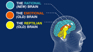 Powerful Ways to Apply Neuroscience to Sales and Marketing | Cooler ...